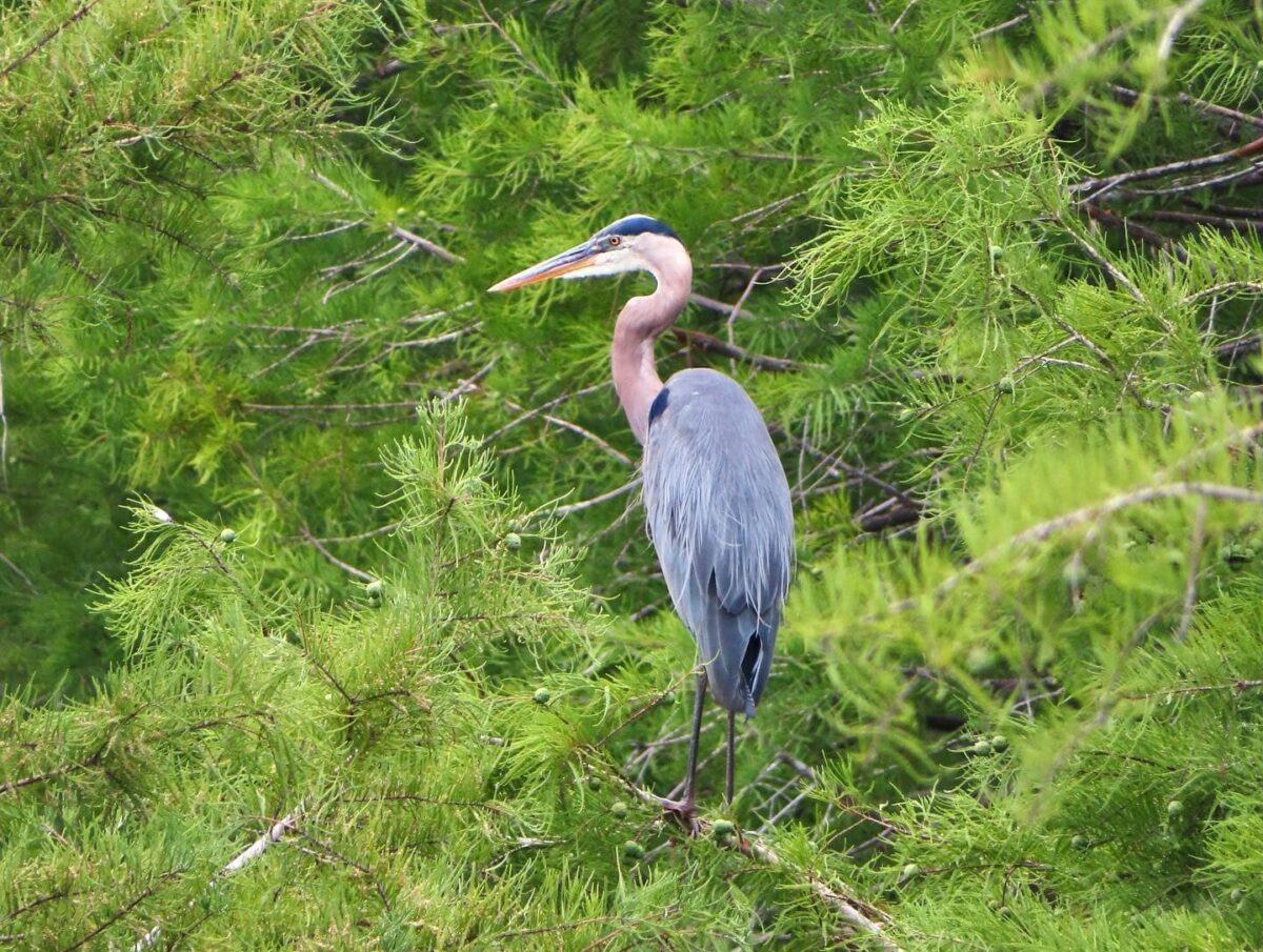 Birding - Visit Webster Parish - Louisiana